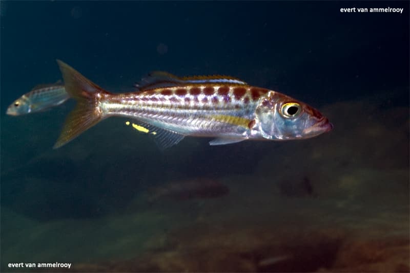 Bathybates ferox (unknown locality)