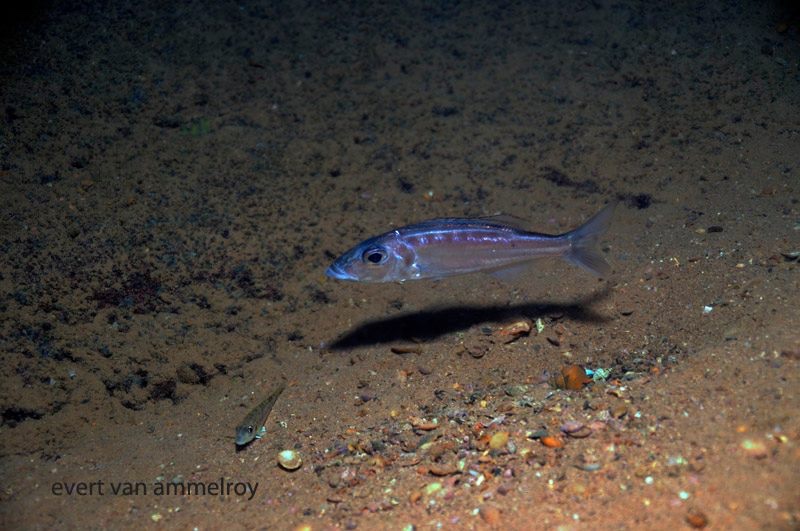 Bathybates ferox (unknown locality)