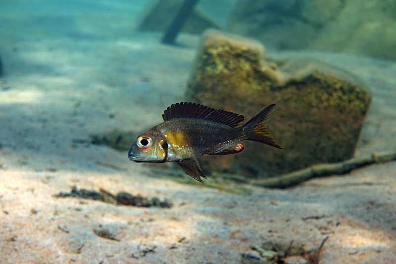 Callochromis macrops 'Jakobsen's Beach'
