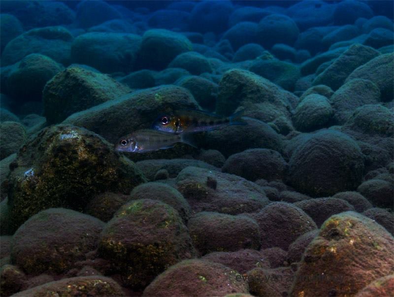 Callochromis macrops 'Kigoma'
