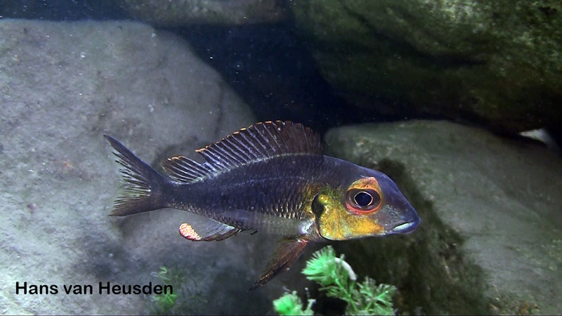 Callochromis macrops 'Mvuna Island'