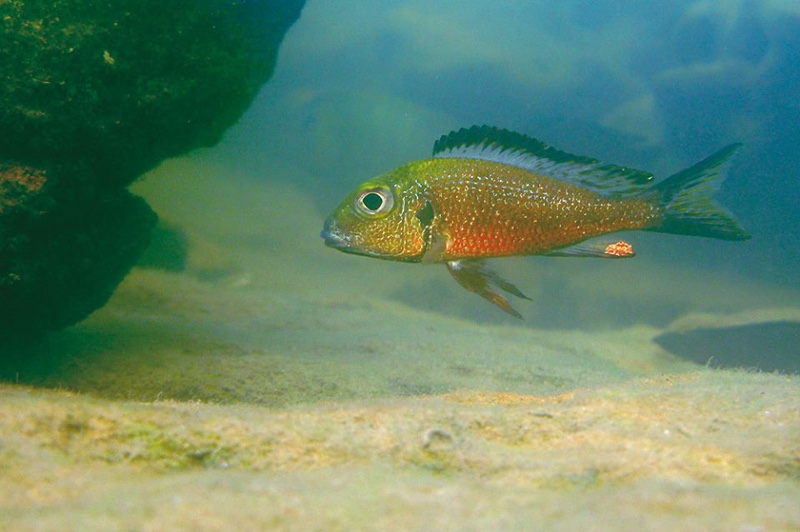 Callochromis macrops 'Ndole Bay'; Red Macrops