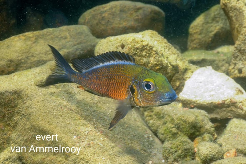 Callochromis macrops 'Ndole Bay'; Red Macrops