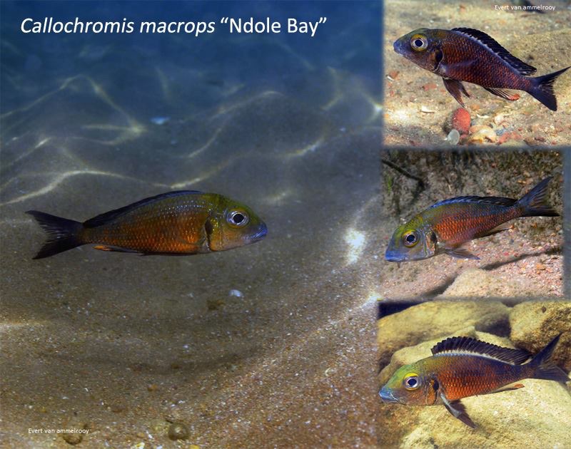 Callochromis macrops 'Ndole Bay'; Red Macrops