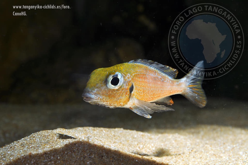 Callochromis macrops 'Ndole Bay'; Red Macrops