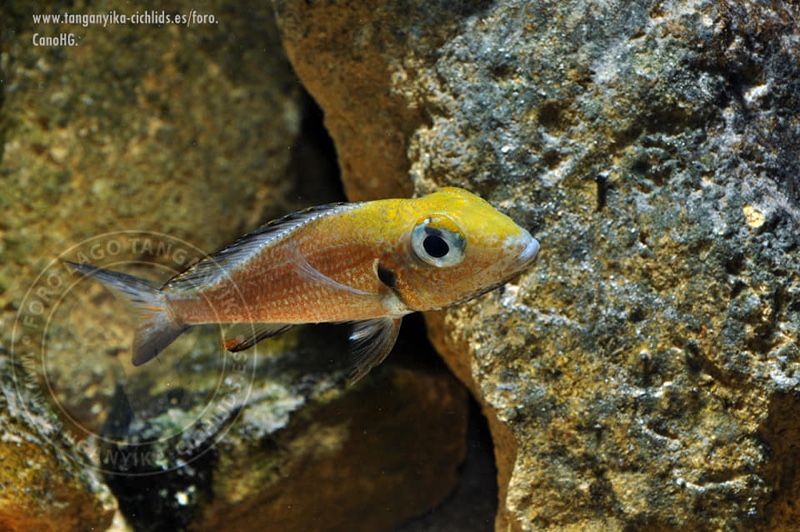 Callochromis macrops 'Ndole Bay'; Red Macrops