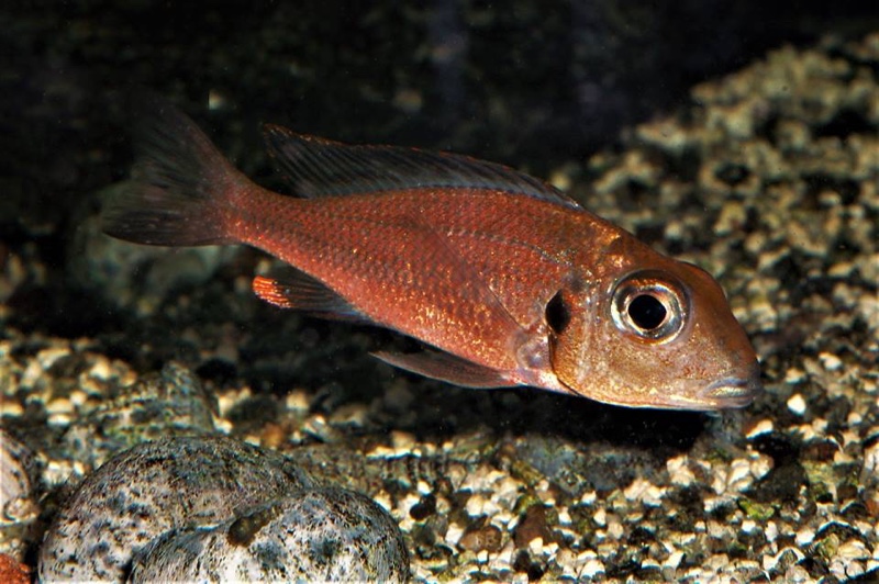 Callochromis macrops 'Ndole Bay'; Red Macrops