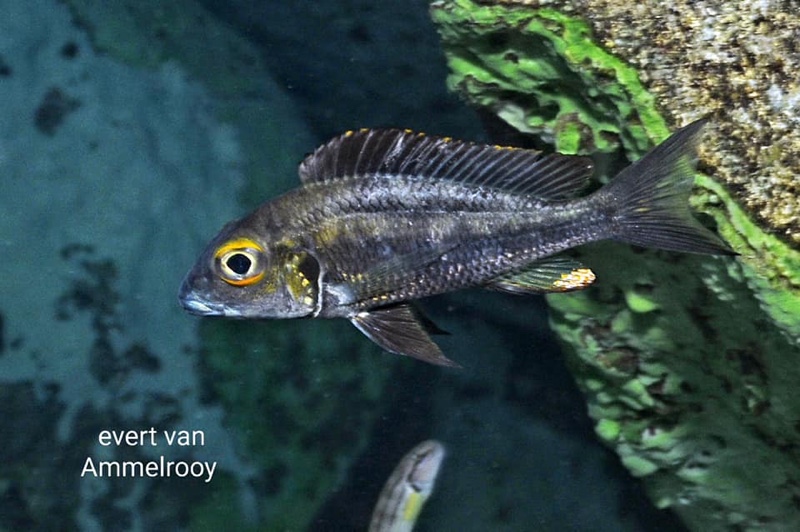 Callochromis macrops 'Sibwesa'