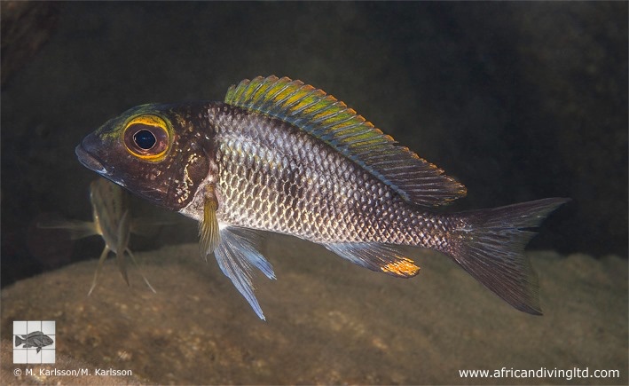 Callochromis macrops 'Wampembe'; Callochromis sp. 'Macrops Goldstreak ...