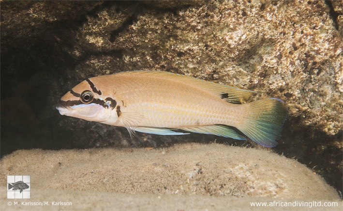 Chalinochromis brichardi 'Maswa Point'