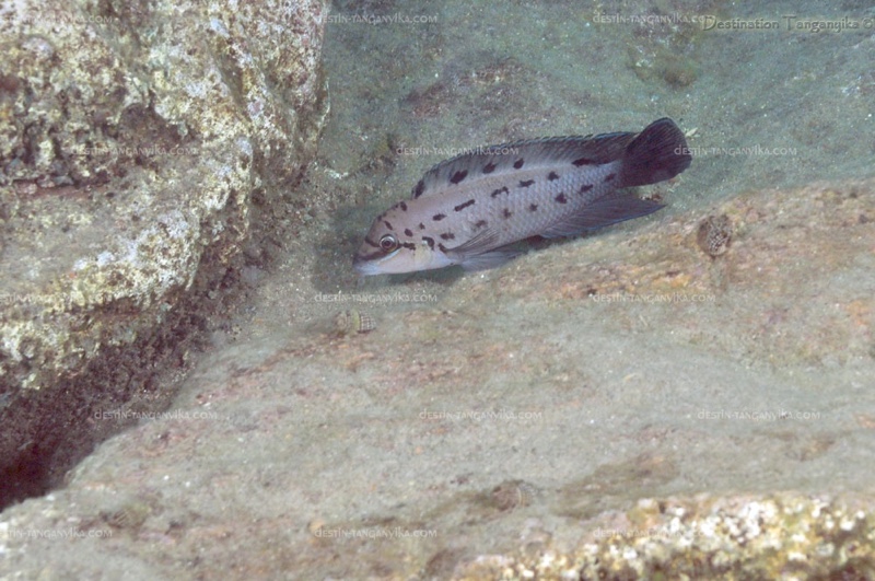 Chalinochromis sp. 'ndobhoi' Bulu Point