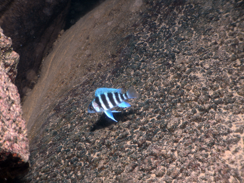 Kitumba Frontosa For Sale