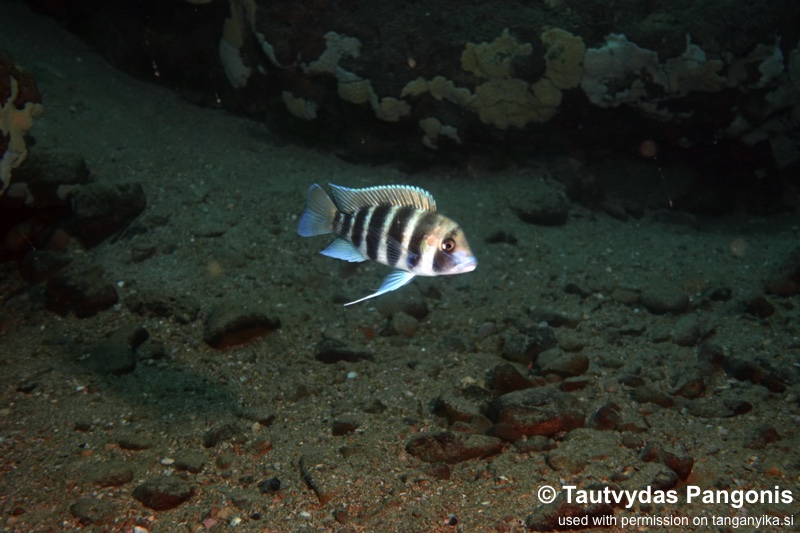 Cyphotilapia frontosa 'Nondwa Point'; 7-bar frontosa