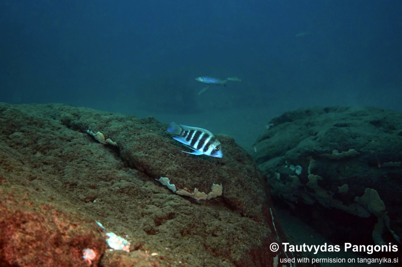 Cyphotilapia frontosa 'Nondwa Point'; 7-bar frontosa
