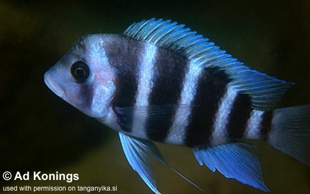 Cyphotilapia gibberosa 'Isanga Bay'; Zambia
