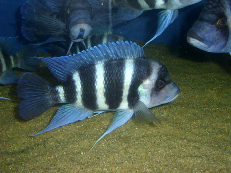 Cyphotilapia gibberosa 'Kitumba'; DR Congo