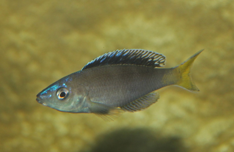 Cyprichromis leptosoma 'Chituta Bay'