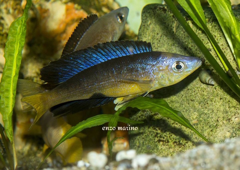 Cyprichromis microlepidotus 'Bulu Point'