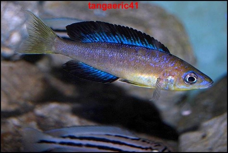 Cyprichromis microlepidotus 'Bulu Point'