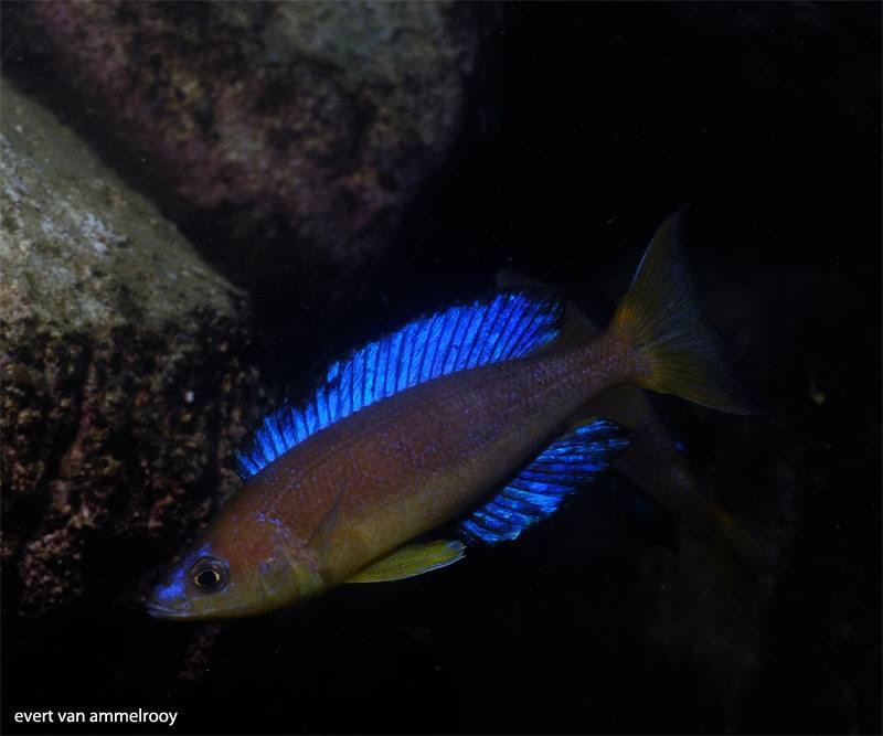 Cyprichromis microlepidotus 'Karilani Island'