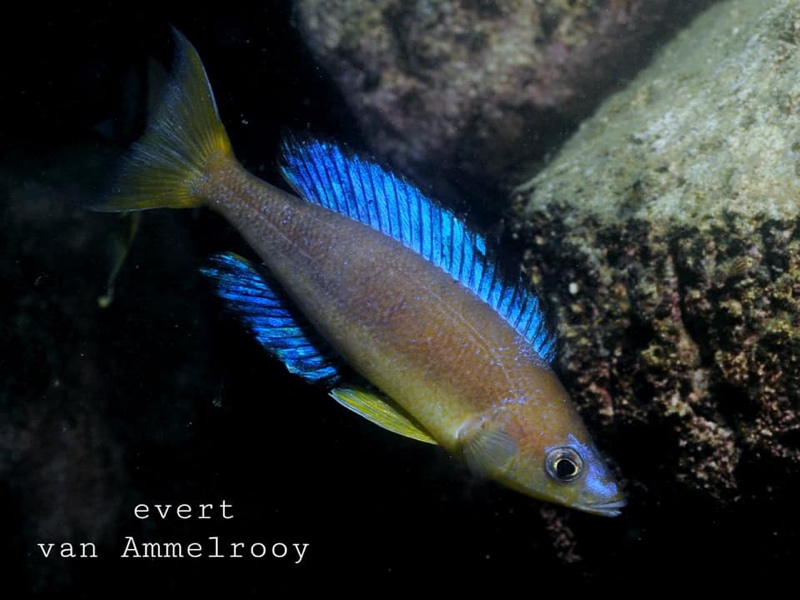 Cyprichromis microlepidotus 'Karilani Island'
