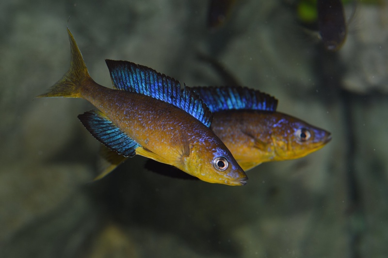 Cyprichromis microlepidotus 'Karilani Island'