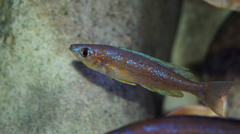 Cyprichromis microlepidotus 'Karilani Island'
