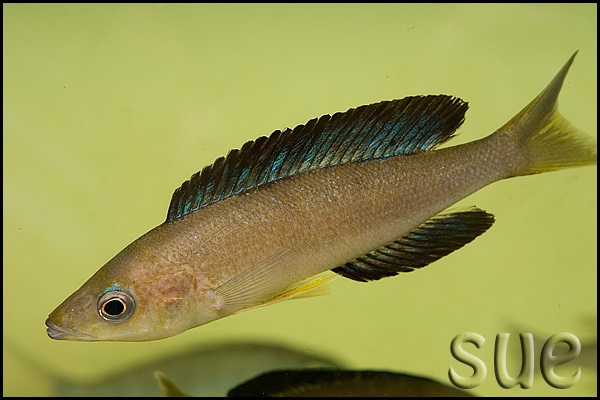 Cyprichromis microlepidotus 'Karilani Island'