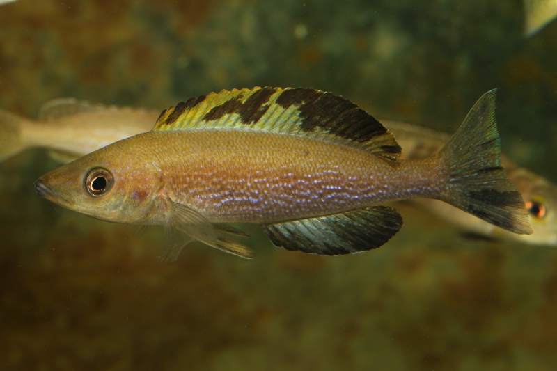 Cyprichromis microlepidotus 'Kiriza'