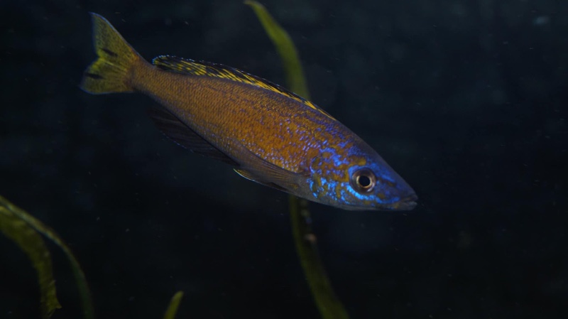 Cyprichromis microlepidotus 'Kiriza'