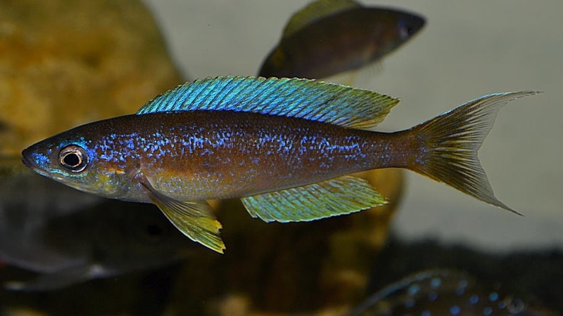 Cyprichromis microlepidotus 'Mabilibili'