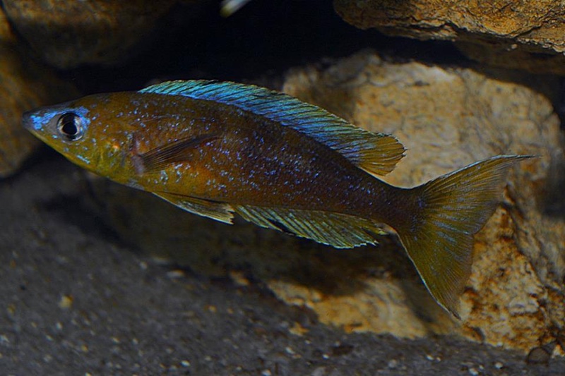 Cyprichromis microlepidotus 'Mabilibili'