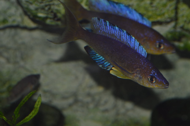 Cyprichromis microlepidotus 'Mabilibili'