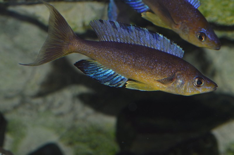 Cyprichromis microlepidotus 'Mabilibili'