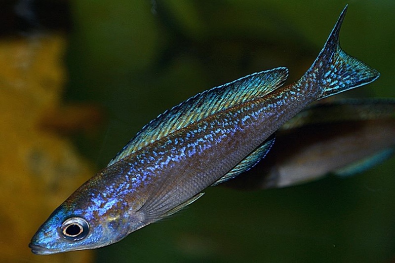 Cyprichromis microlepidotus 'Mboko'