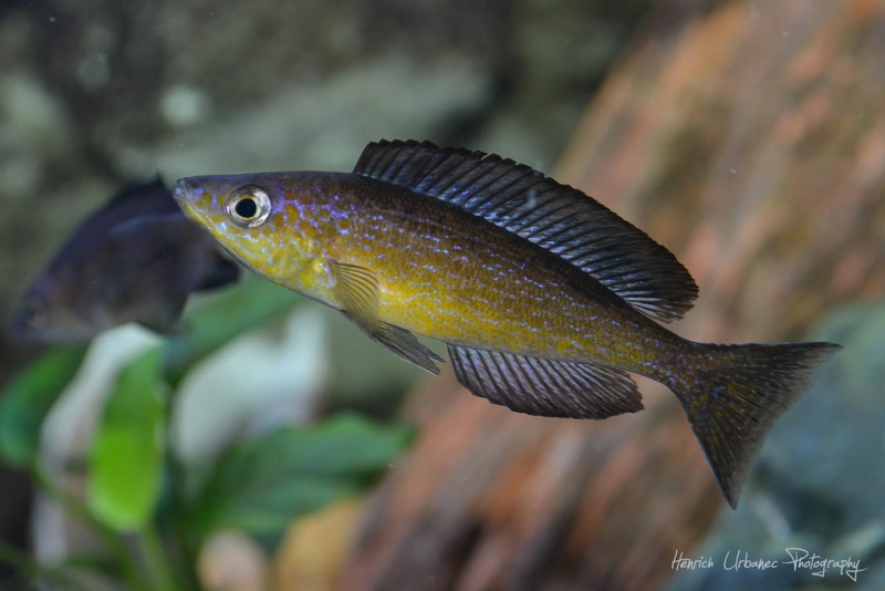 Cyprichromis microlepidotus 'Mboko'