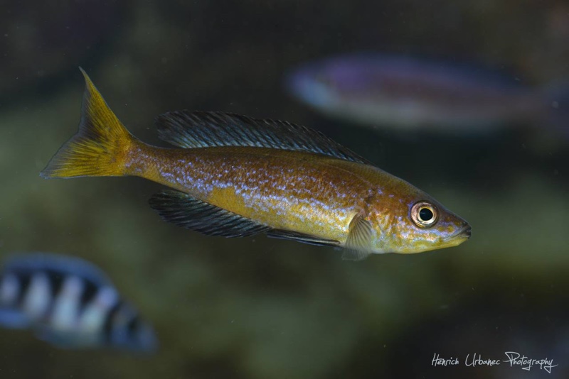 Cyprichromis microlepidotus 'Mboko'