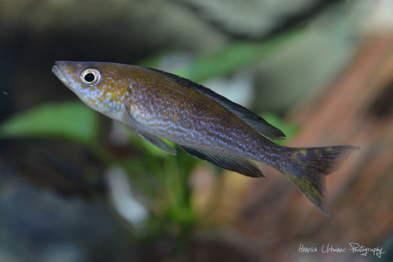 Cyprichromis microlepidotus 'Mboko'