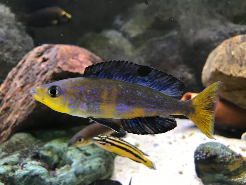 Cyprichromis microlepidotus 'Mboko'