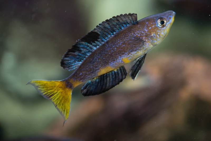 Cyprichromis microlepidotus 'Mboko'