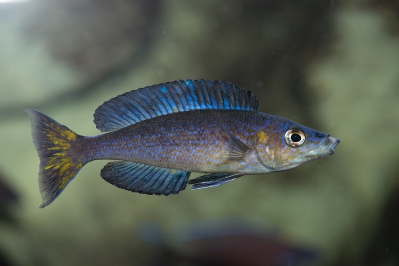 Cyprichromis microlepidotus 'Mboko'