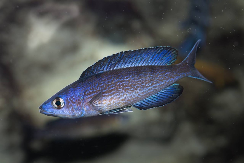 Cyprichromis microlepidotus 'Mboko'