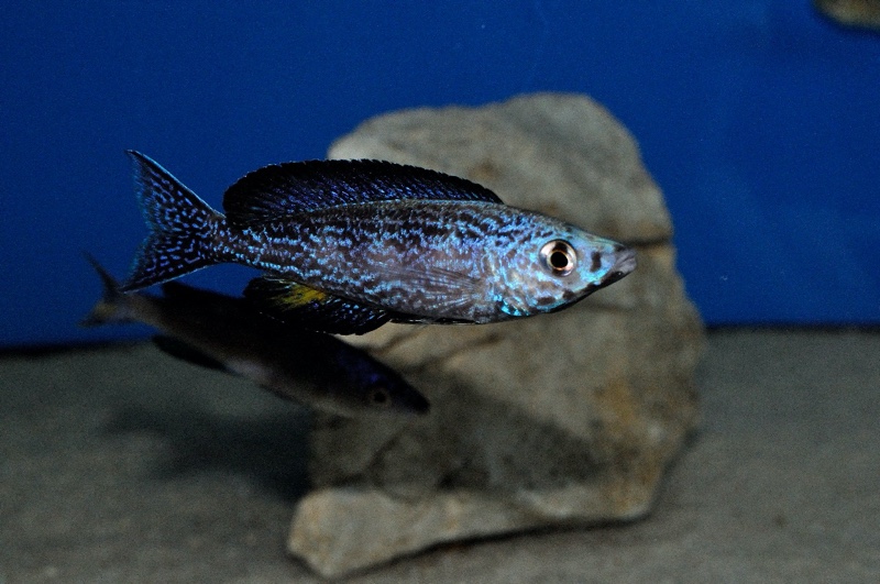 Cyprichromis microlepidotus 'Mboko'