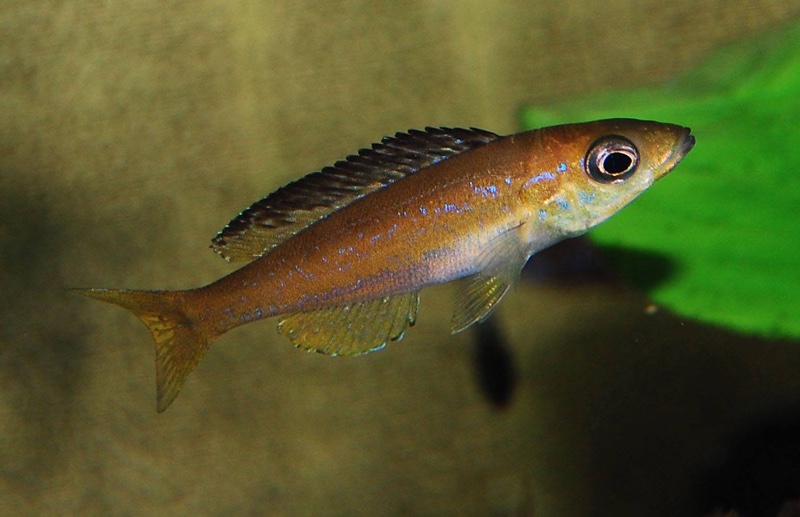Cyprichromis microlepidotus 'Mboko'