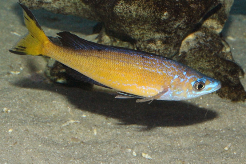 Cyprichromis microlepidotus 'Milima Island' (Kasai)