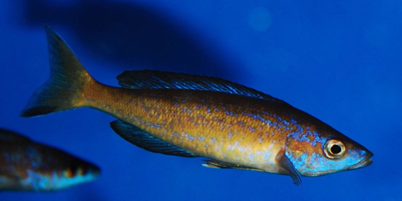 Cyprichromis microlepidotus 'Milima Island' (Kasai)