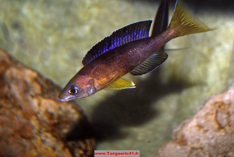 Cyprichromis microlepidotus 'Sibwesa'