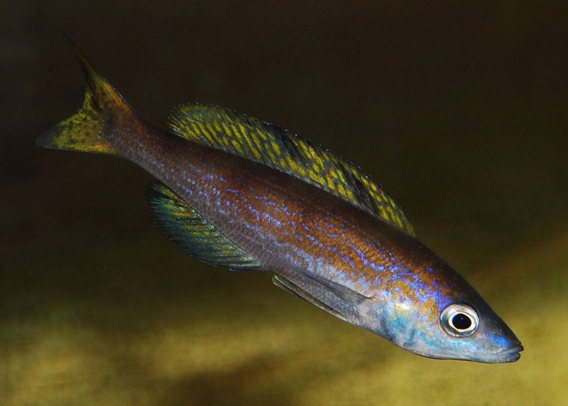 Cyprichromis microlepidotus 'Ubwari'