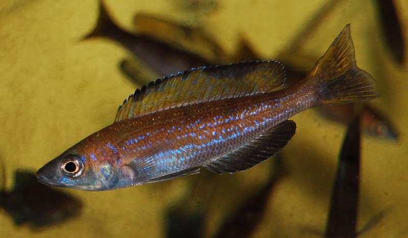 Cyprichromis microlepidotus 'Ubwari'