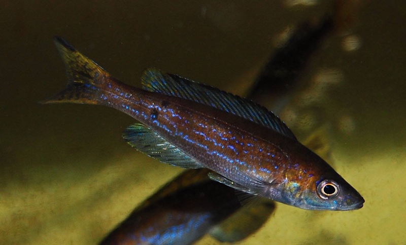 Cyprichromis microlepidotus 'Ubwari'